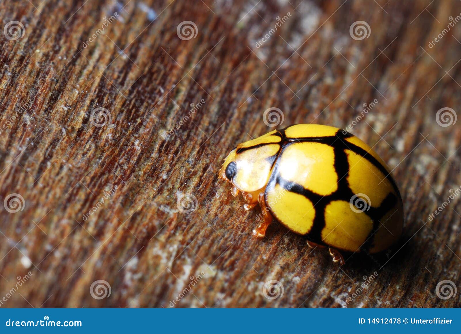 Gele Dame Bug stock foto. Image of kruip, biologie, samenstelling ...