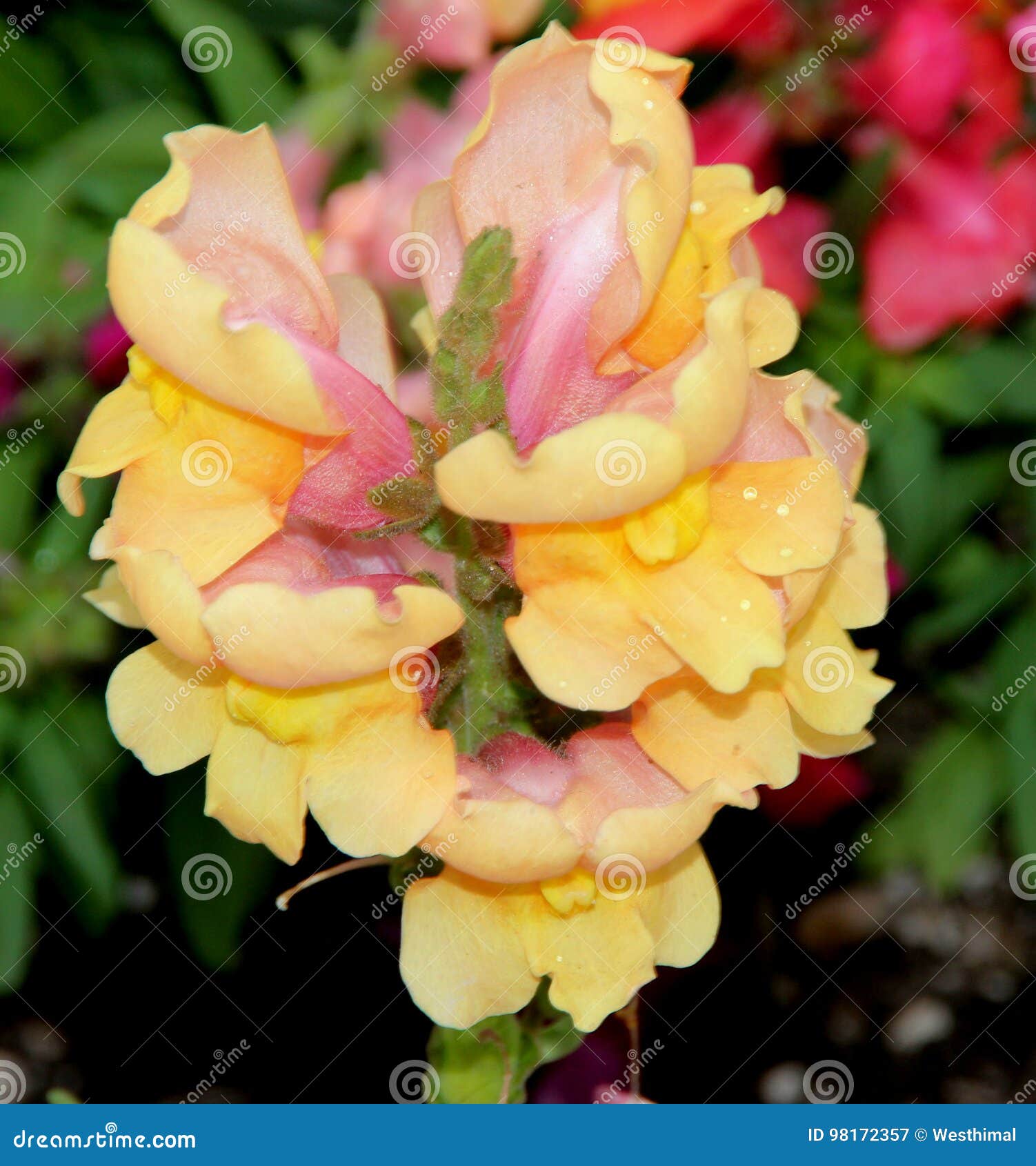 Gele De Perzik Van Leeuwebekmajus, Leeuwebek, Hondbloem Stock ...