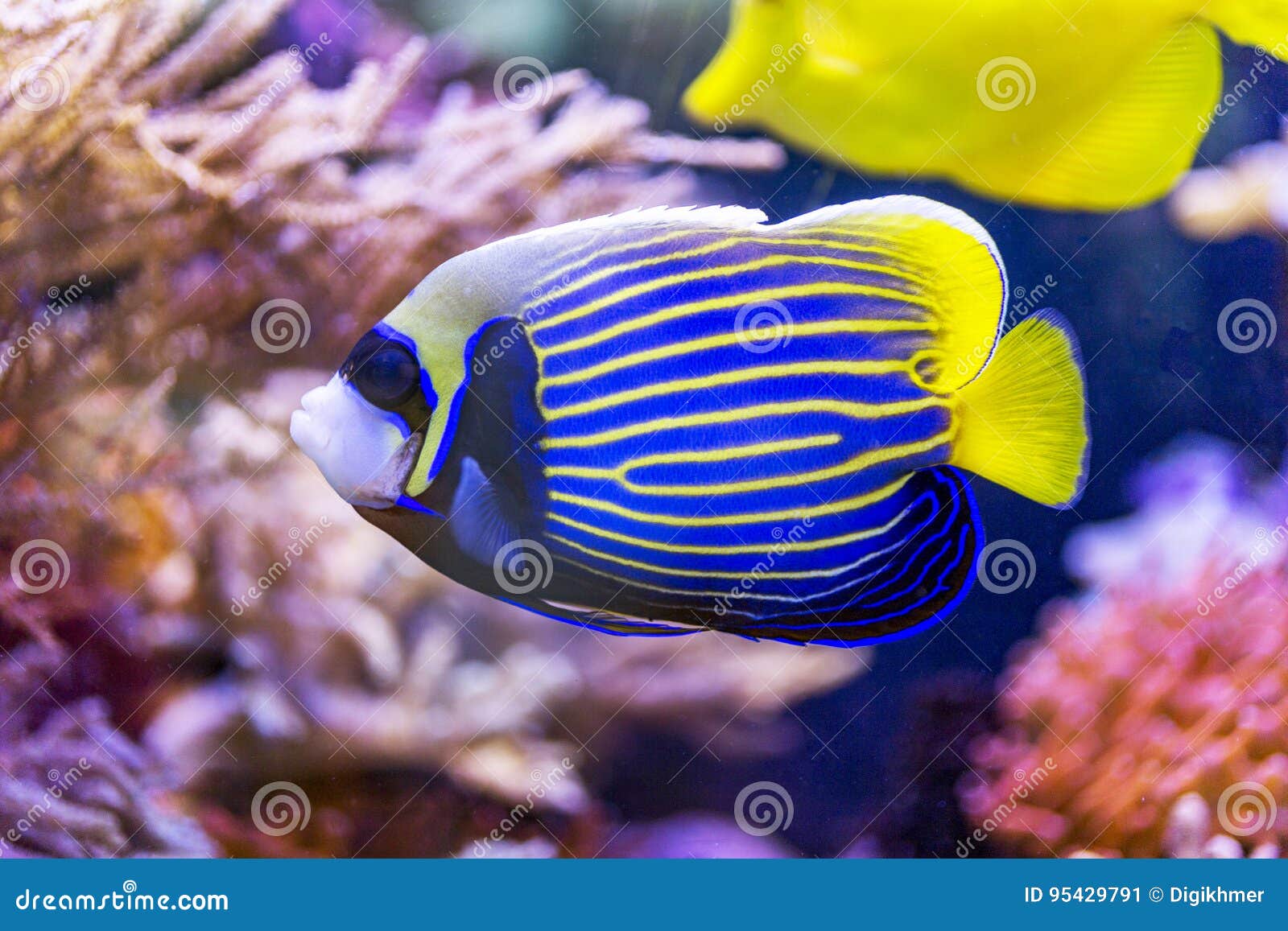 Gele en blauwe vissenengel stock afbeelding. Image of koraal - 95429791