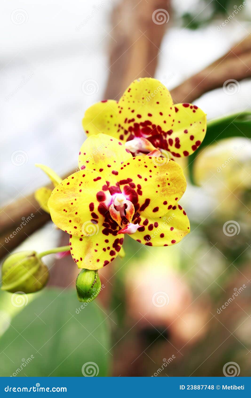 Gele en Rode Orchidee stock foto. Image of achtergronden - 23887748