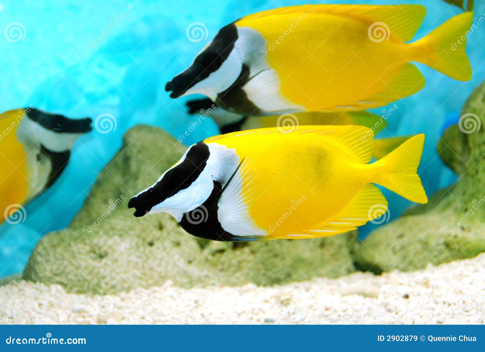 Gele en zwarte vissen stock afbeelding. Image of onderwater - 2902879