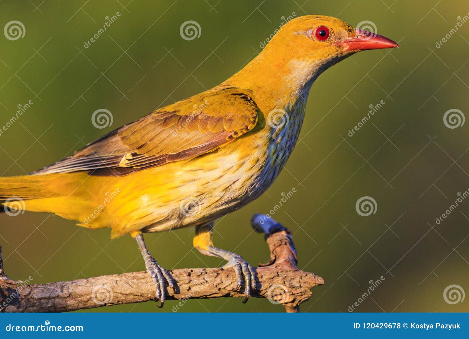 Gele Exotische Vogel Met Rode Bek Stock Foto - Image of wild ...
