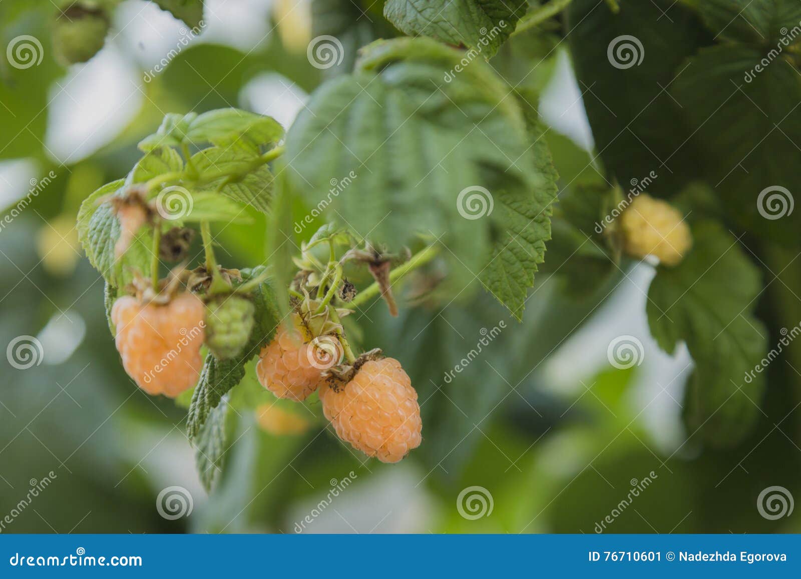 Gele Framboos Op De Struik in De Tuin Stock Afbeelding - Image of groen ...