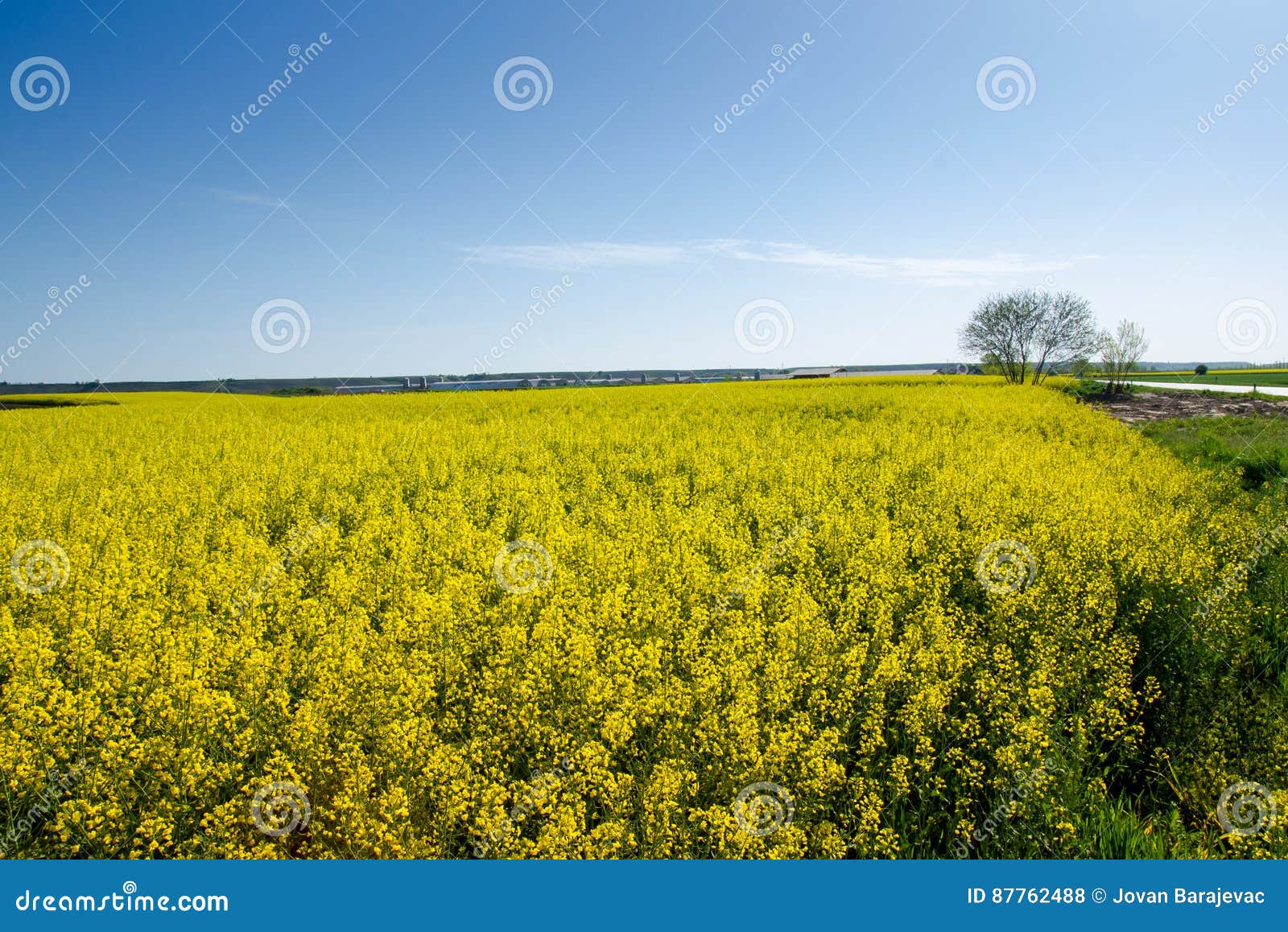 Gele gebieden van koolzaad stock foto. Image of kleuren - 87762488