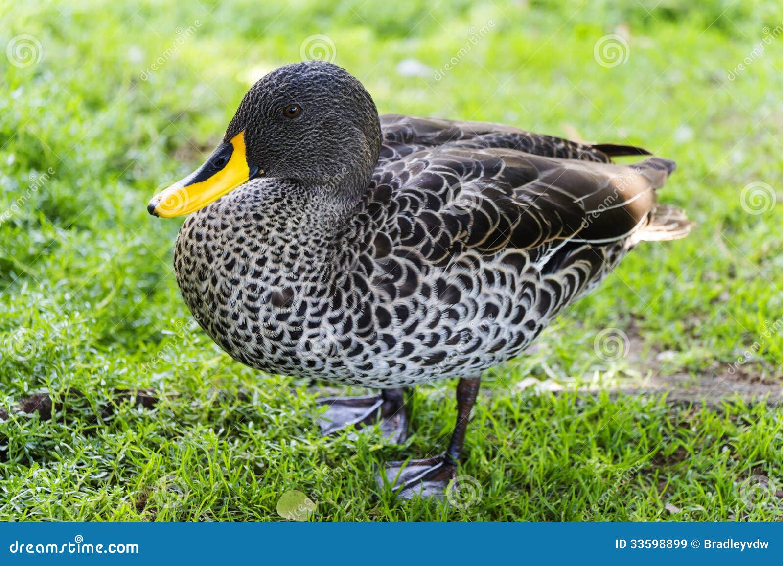 Gele Gefactureerde Eend Op Groen Gras Stock Afbeelding - Image of geel ...