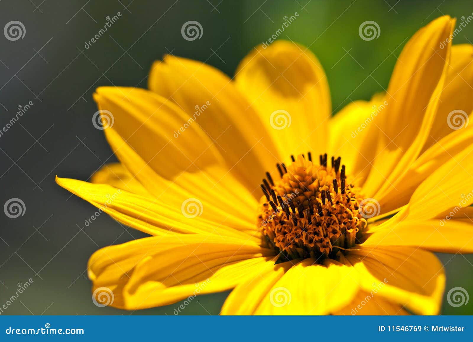 Gele Gerbera Daisy stock afbeelding. Image of bloesem - 11546769