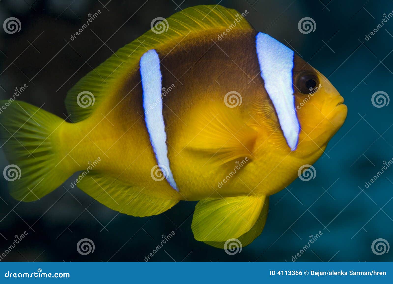 Gele gestreepte clownfish stock foto. Image of helder - 4113366