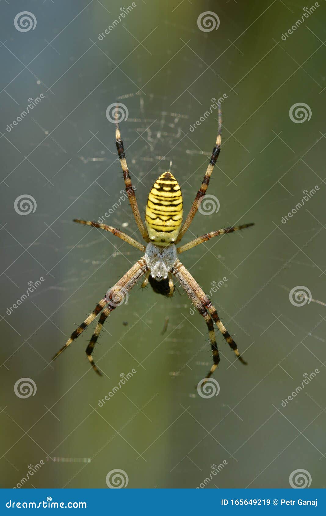 Gele Gestreepte Spin Op Het Web Stock Afbeelding - Image of ongedierte ...