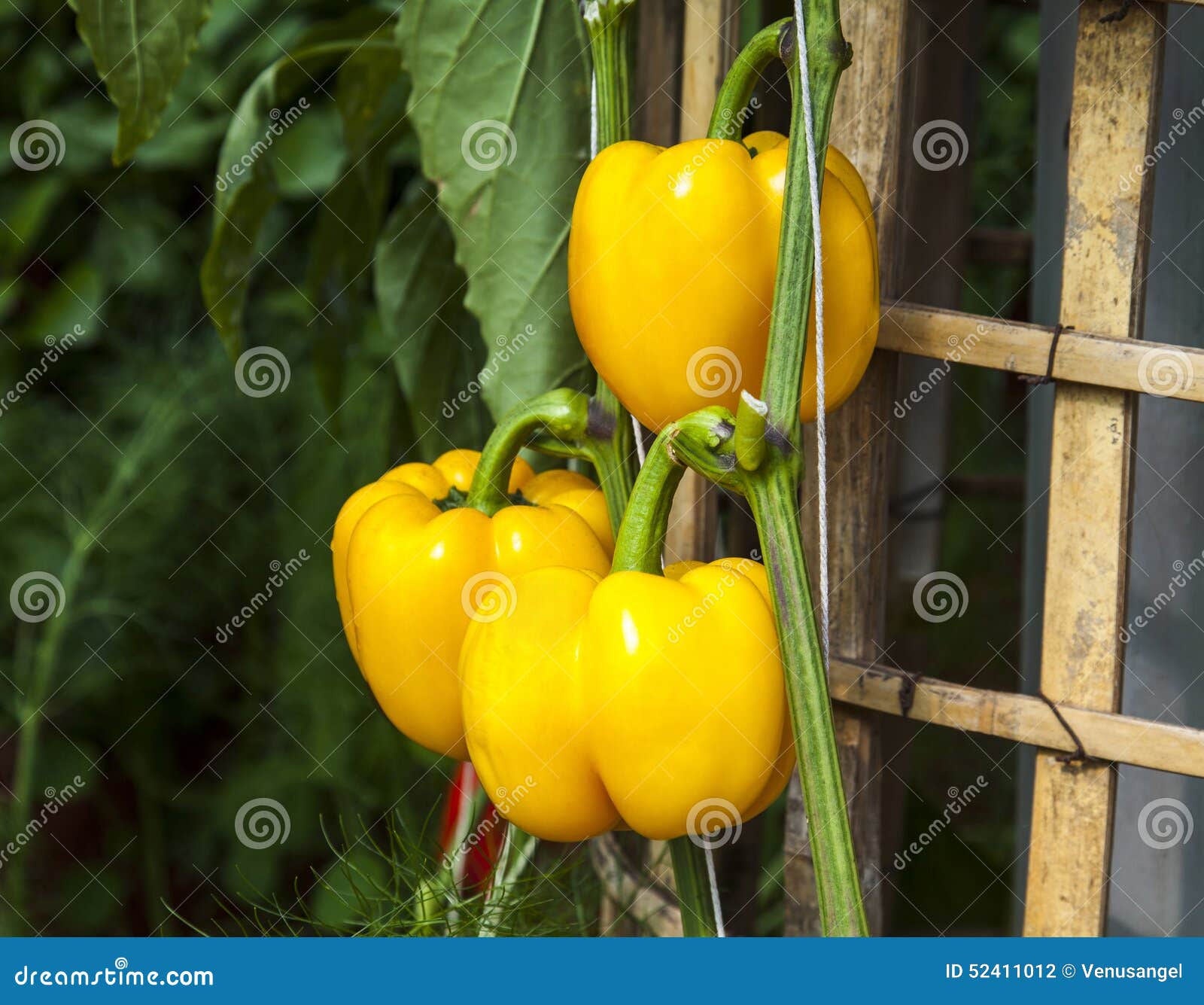 Gele groene paprika's stock foto. Image of tuin, landbouw - 52411012