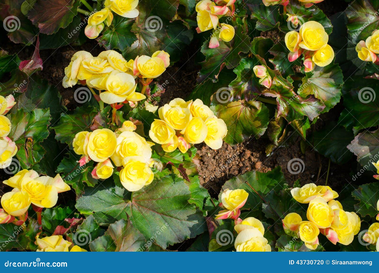 Gele grote begonia's stock foto. Image of blad, bloesem - 43730720