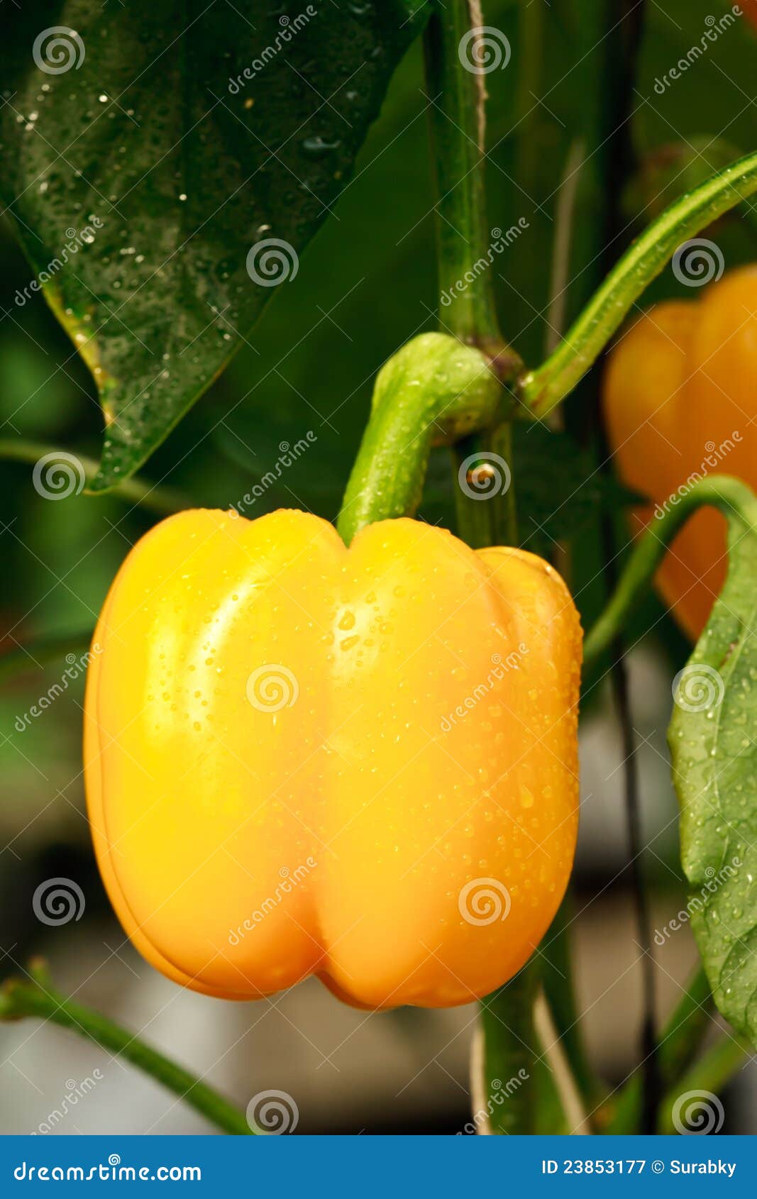 Gele grote Spaanse pepers stock afbeelding. Image of stroom - 23853177