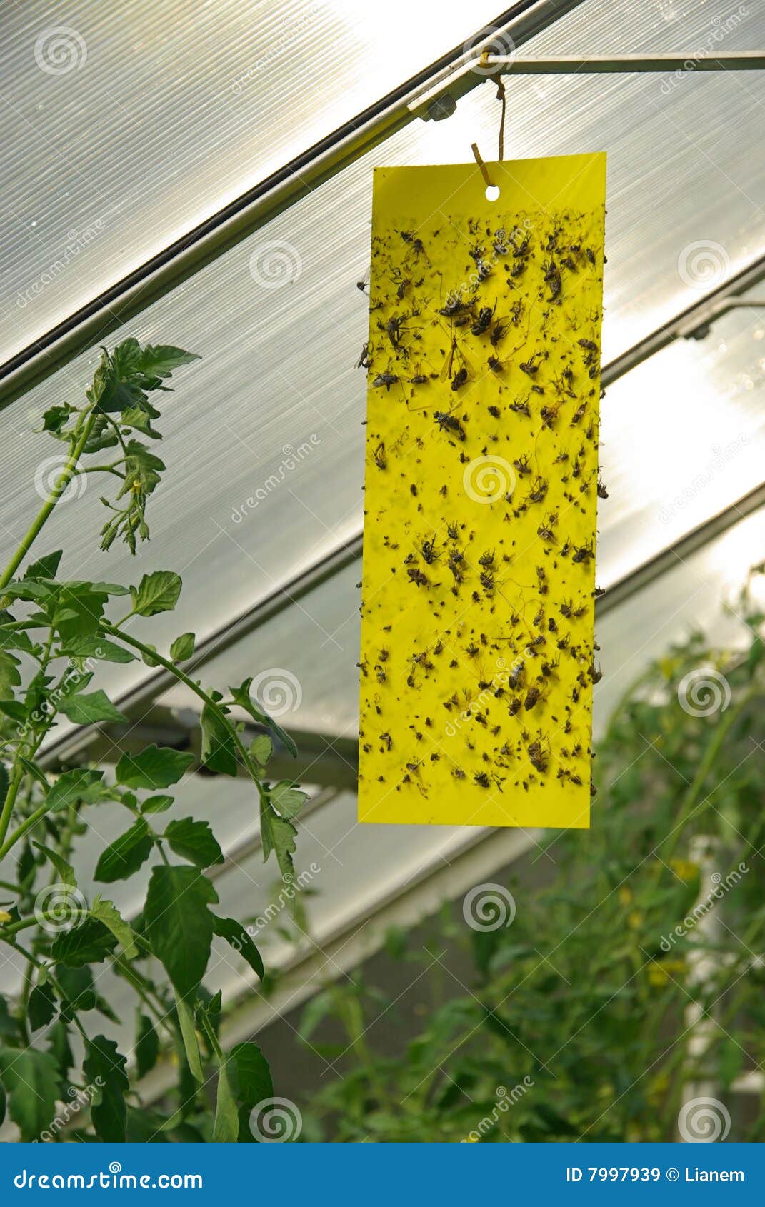 Gele insectstok stock afbeelding. Image of blad, dood - 7997939