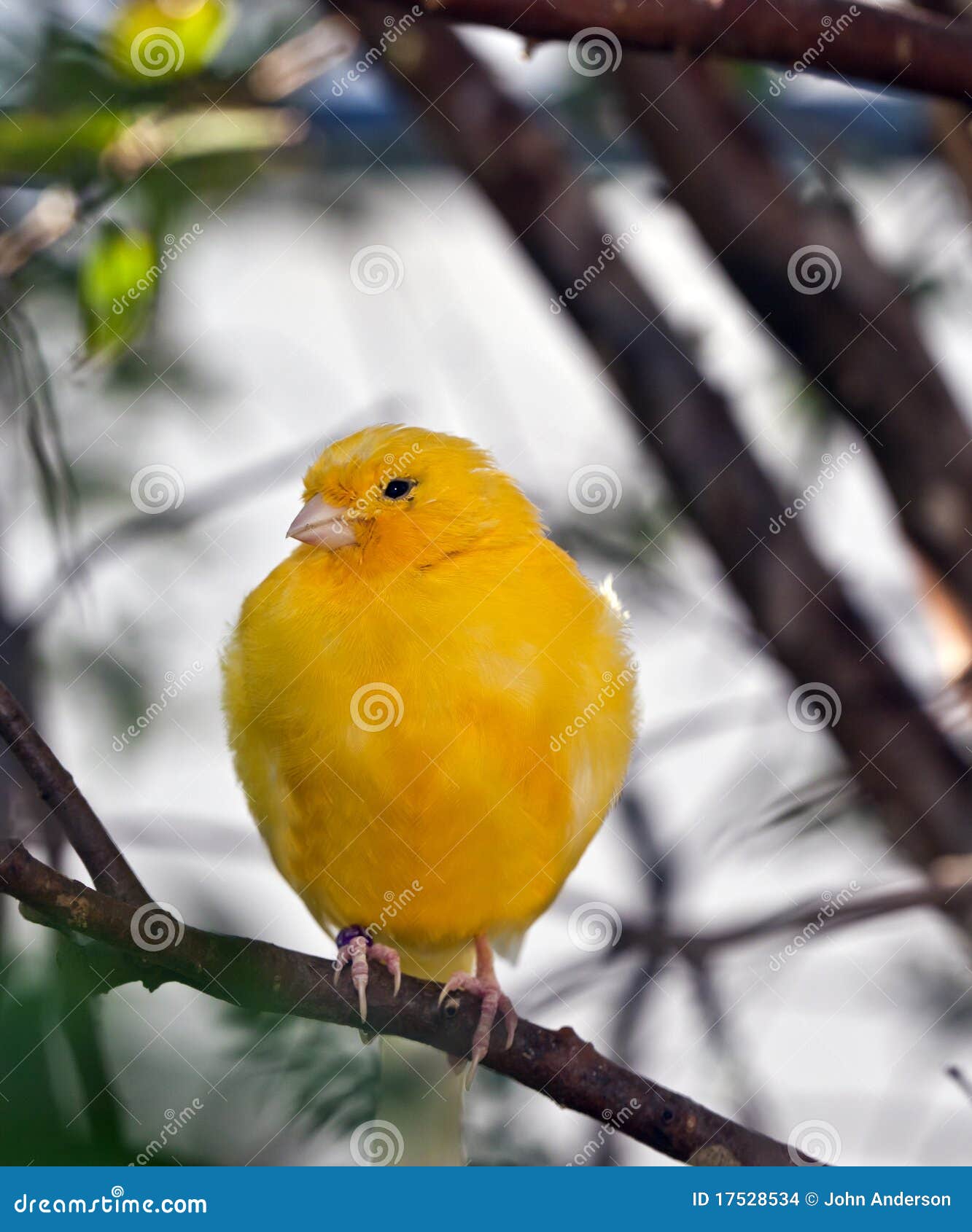 Gele Kanarie stock foto. Image of neergestreken, rust - 17528534