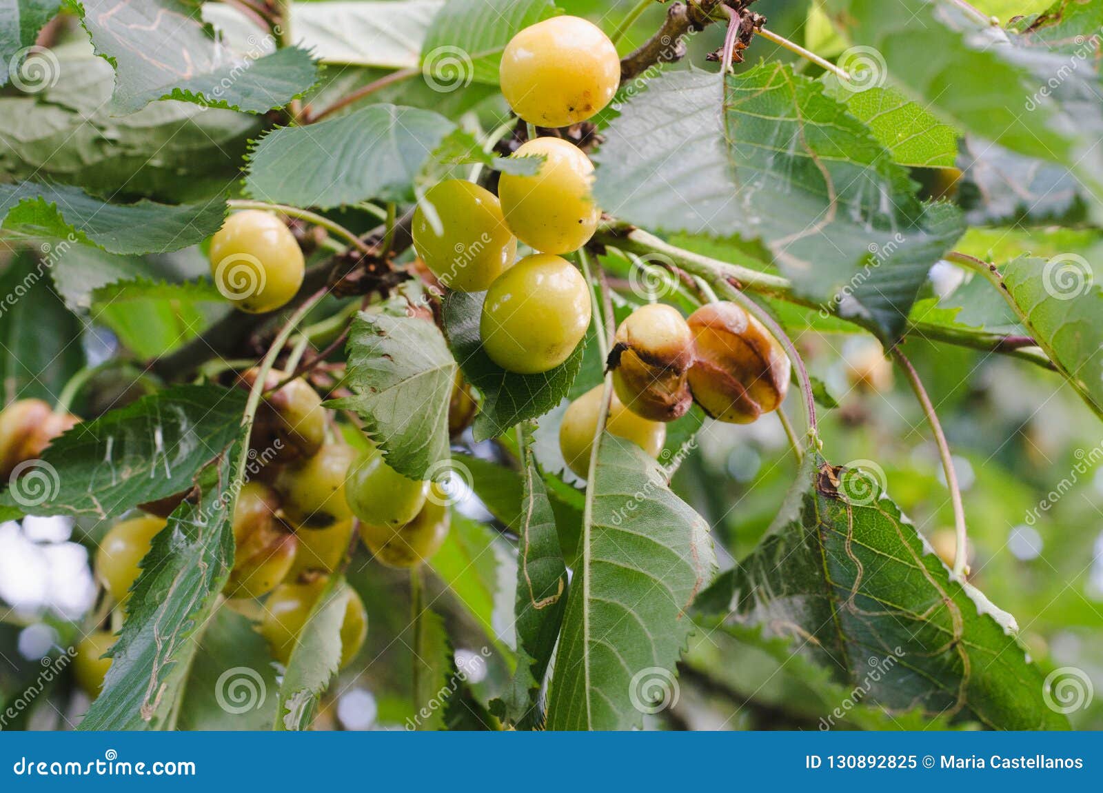 Gele Kersen Op Boom Met Bladeren Stock Afbeelding - Image of pedoom ...
