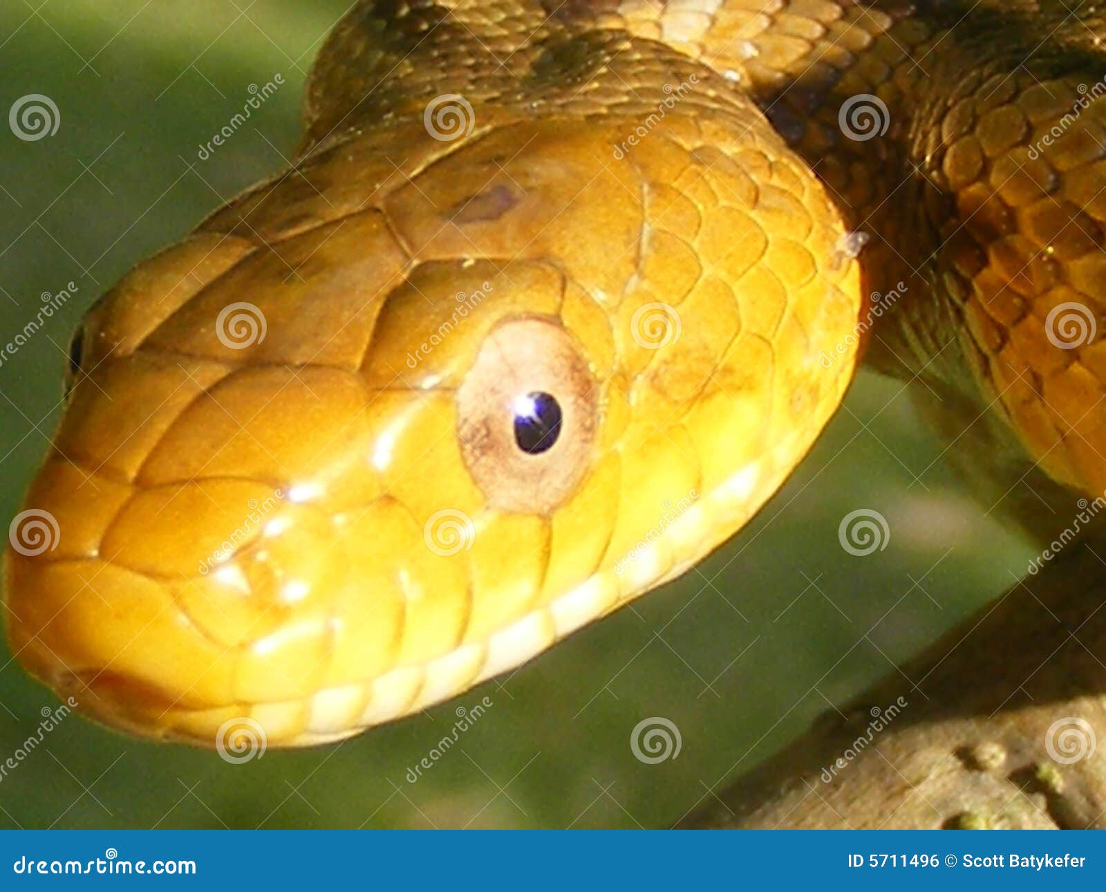 Gele kippenslang stock foto. Image of hoofd, slang, geel - 5711496