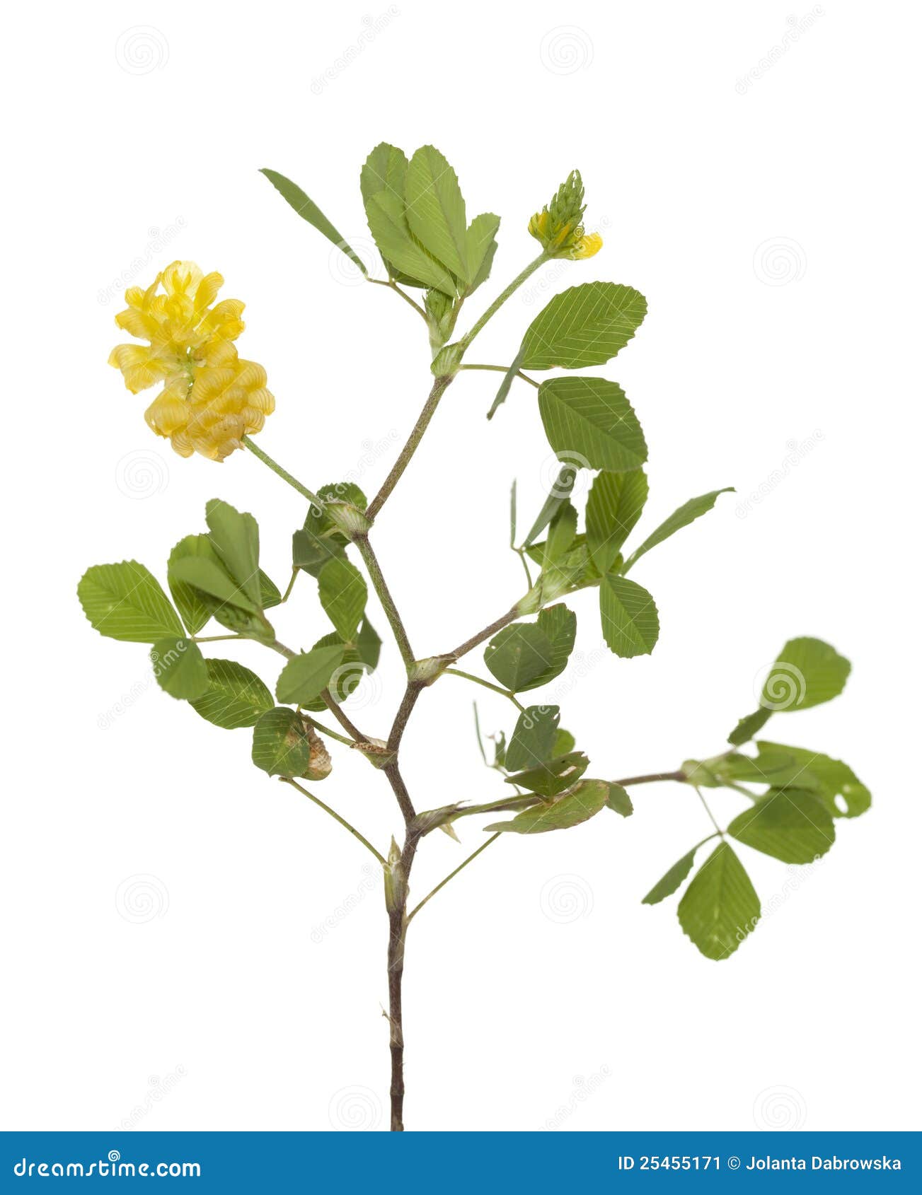 Gele klaver stock afbeelding. Image of macro, klein, geel - 25455171