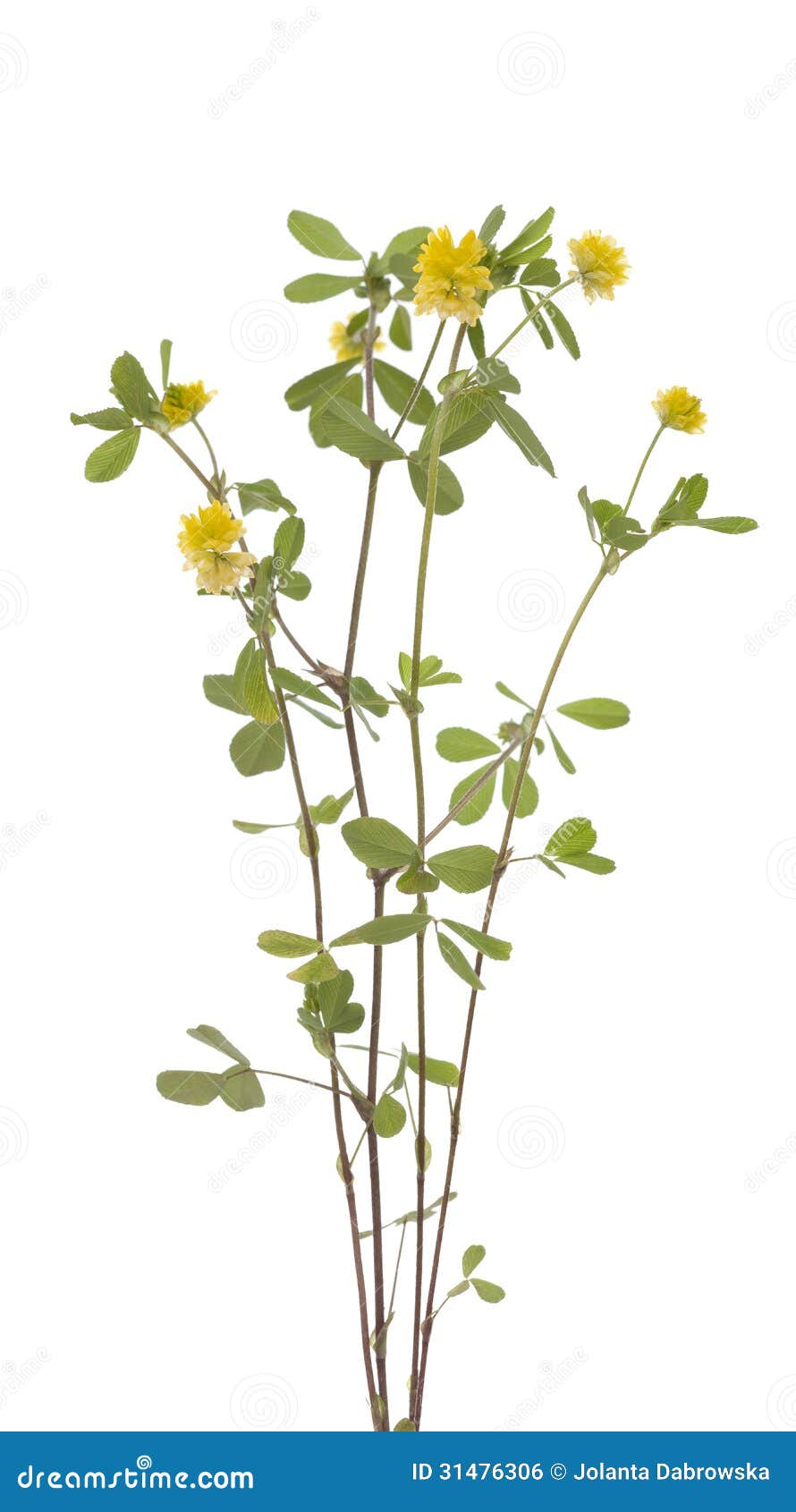 Gele klaver stock foto. Image of geel, bloem, installatie - 31476306