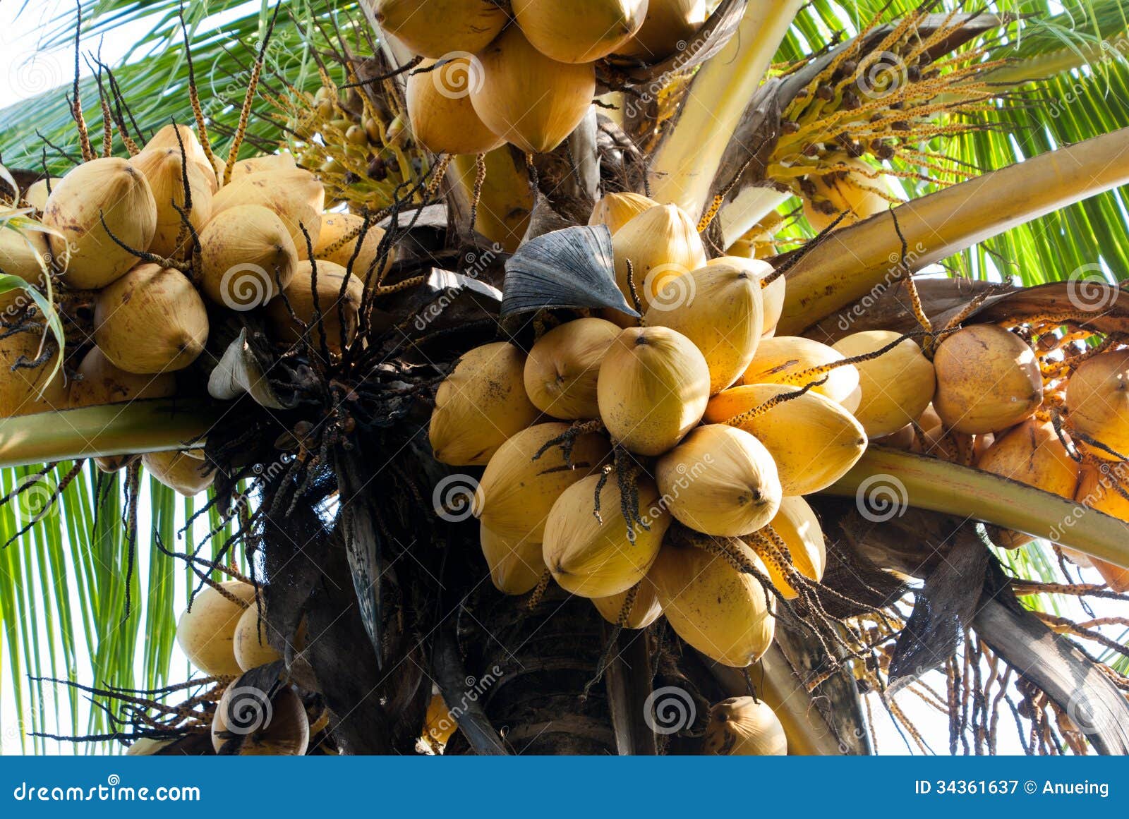 Gele kokosnoot bij boom stock afbeelding. Image of helder - 34361637