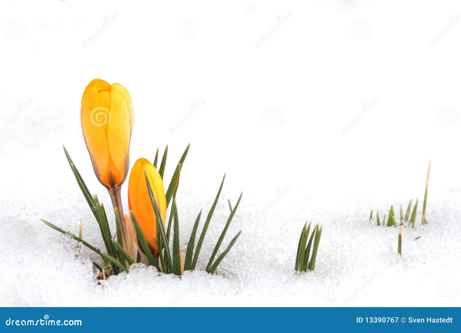 Gele krokus stock afbeelding. Image of bloemblaadjes - 13390767