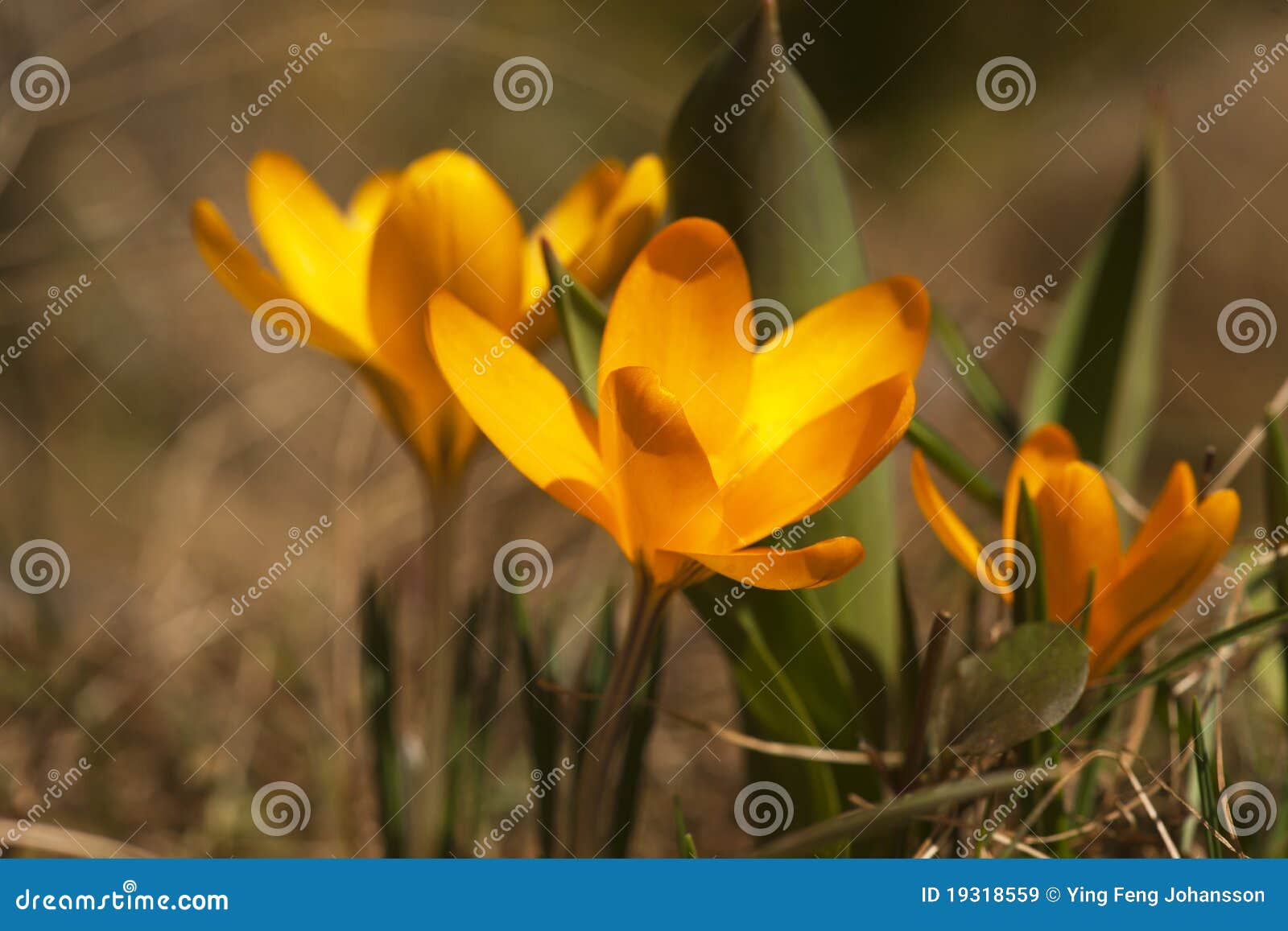 Gele krokus stock afbeelding. Image of helder, groei - 19318559