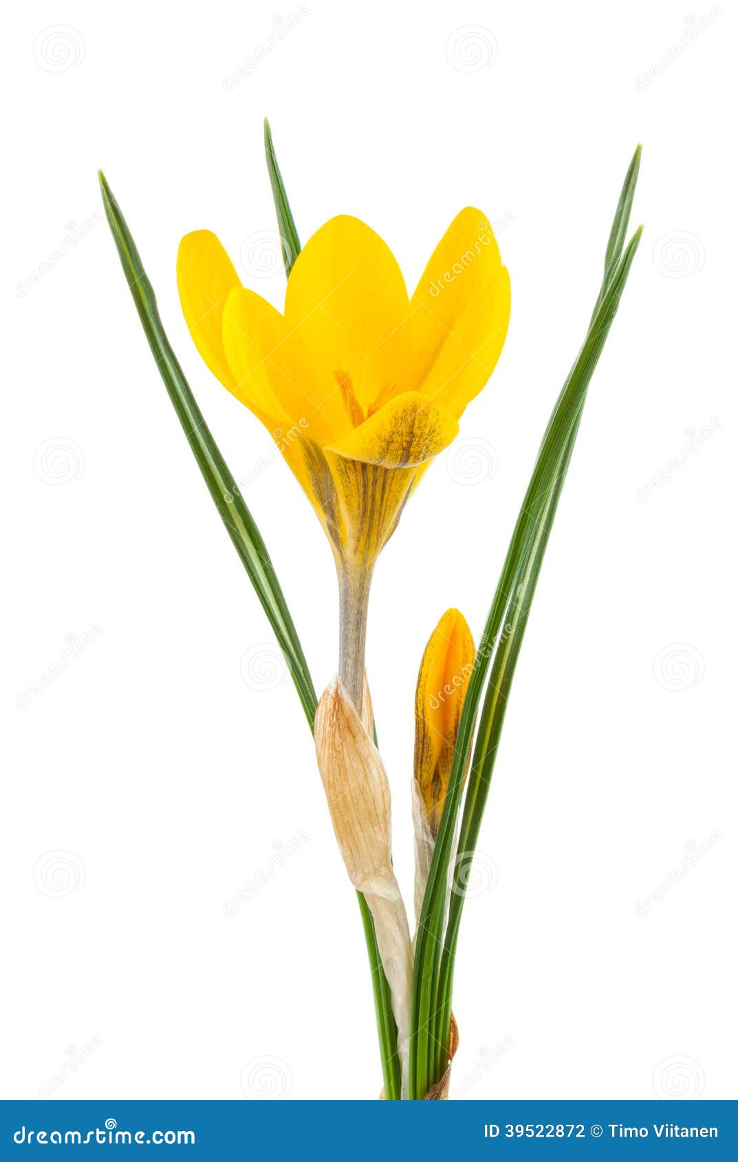 Gele krokus stock foto. Image of lente, bloem, saffraan - 39522872