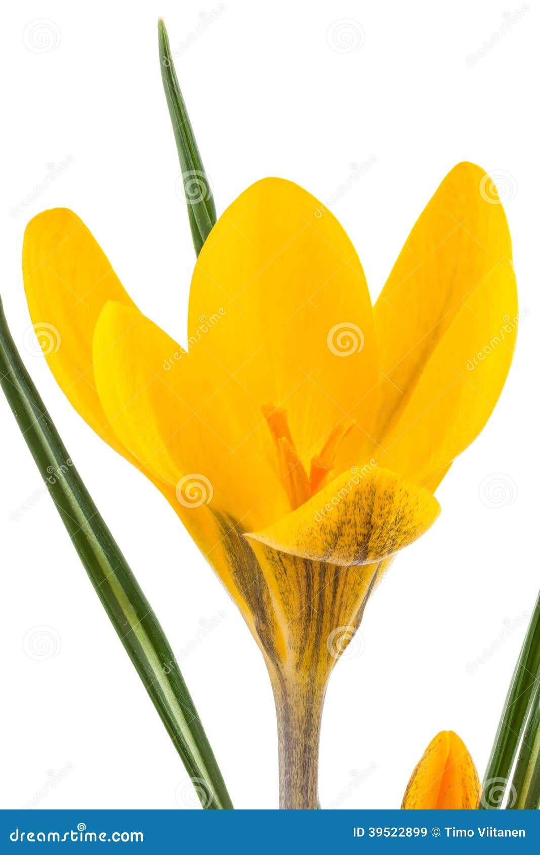 Gele krokus stock afbeelding. Image of bloemen, bloem - 39522899