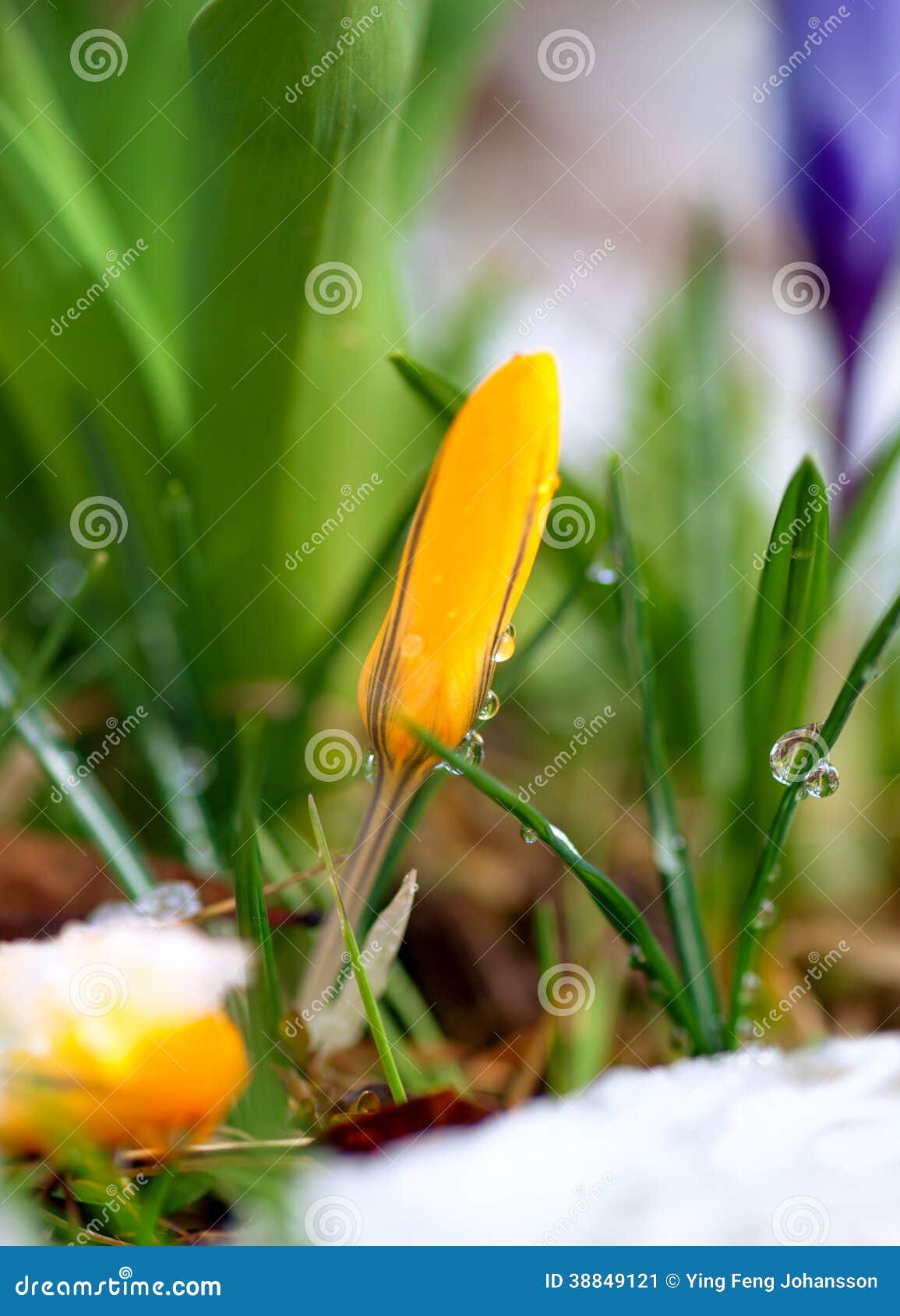 Gele Krokus in Smeltende Sneeuw Stock Afbeelding - Image of macro ...