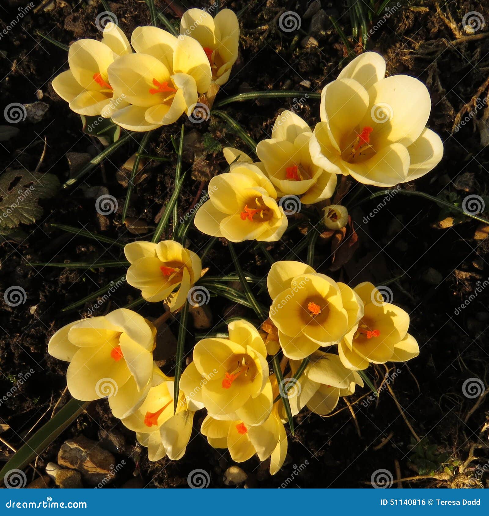 Gele Krokussen in De Zonneschijn Stock Foto - Image of krokussen ...