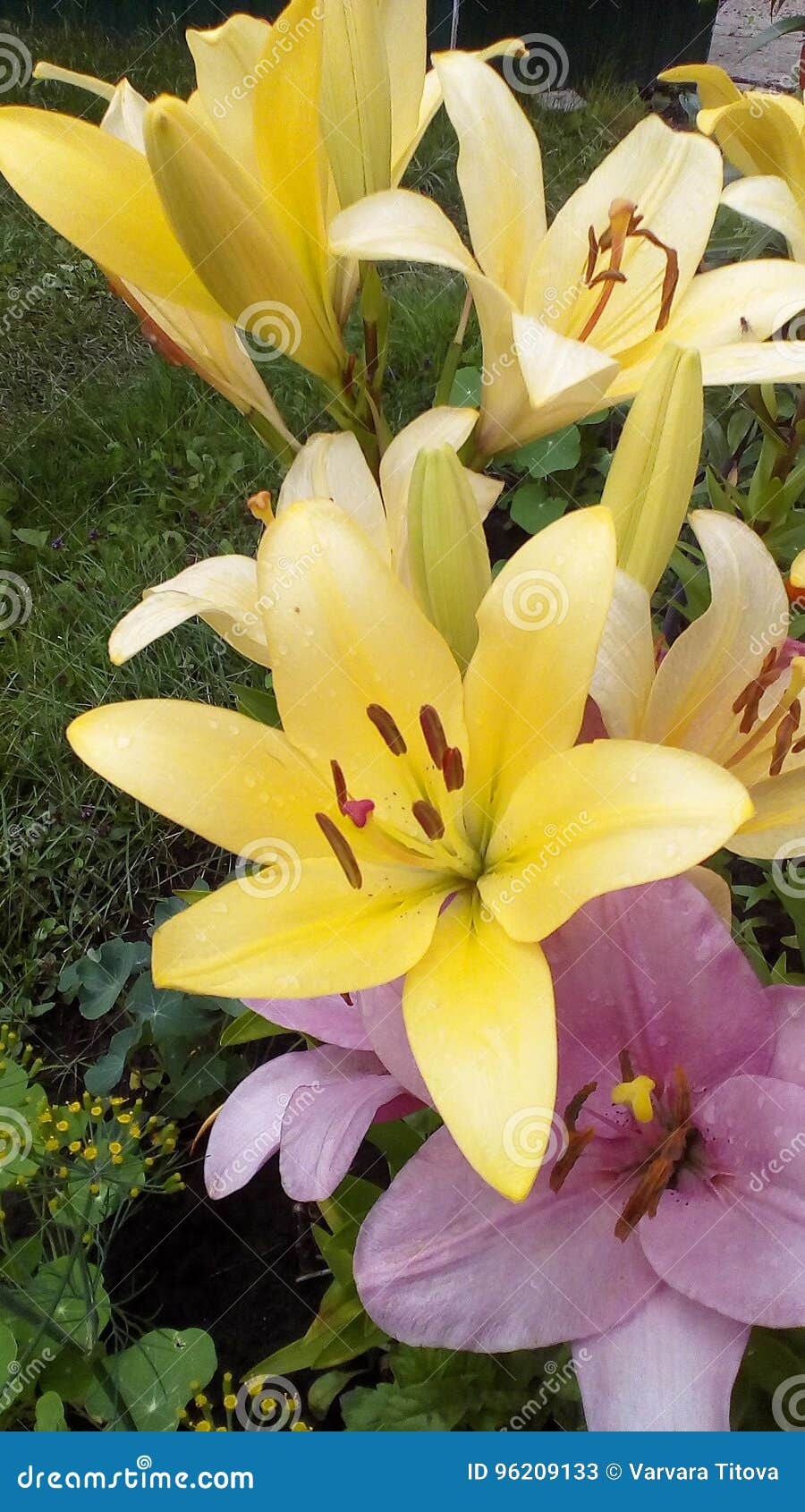 Gele lelie stock afbeelding. Image of geel, bloemen, lelie - 96209133