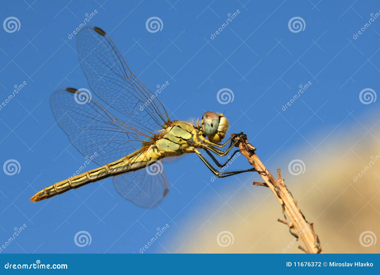 Gele libel stock foto. Image of geel, insect, roofdier - 11676372