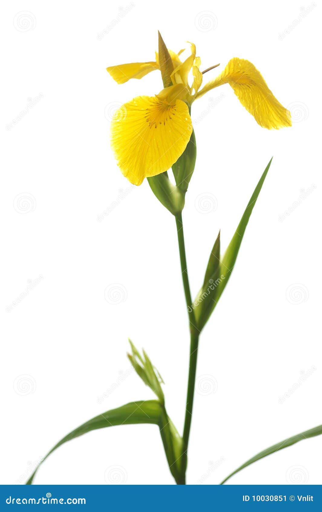 Gele lis stock afbeelding. Image of geïsoleerd, bruin - 10030851