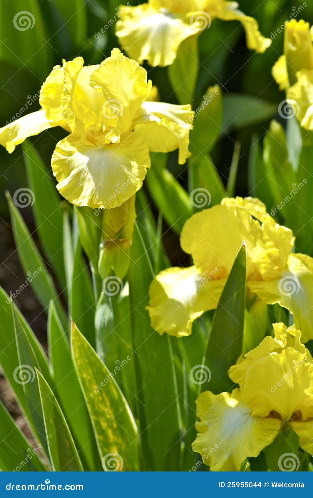 Gele lis stock foto. Image of flora, landschapsarchitectuur - 25955044