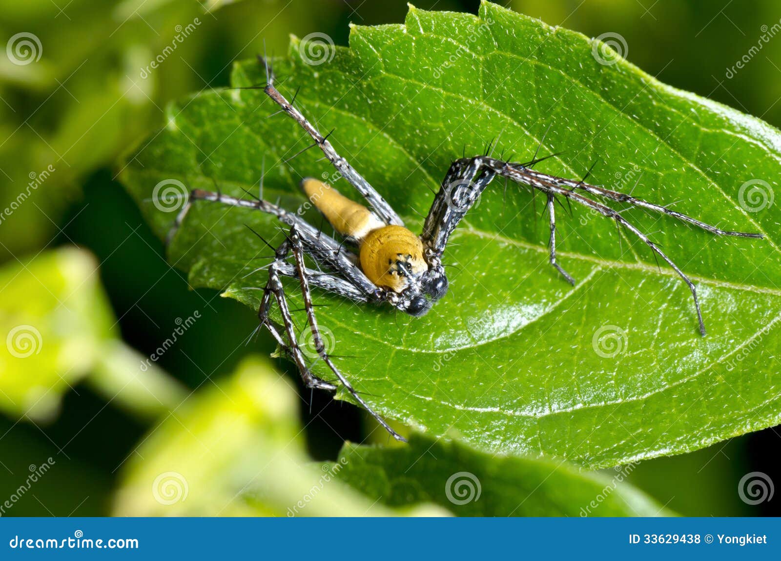 Gele Lynxspin (Oxyopes Quadrifasciatus) Stock Foto - Image of struiken ...