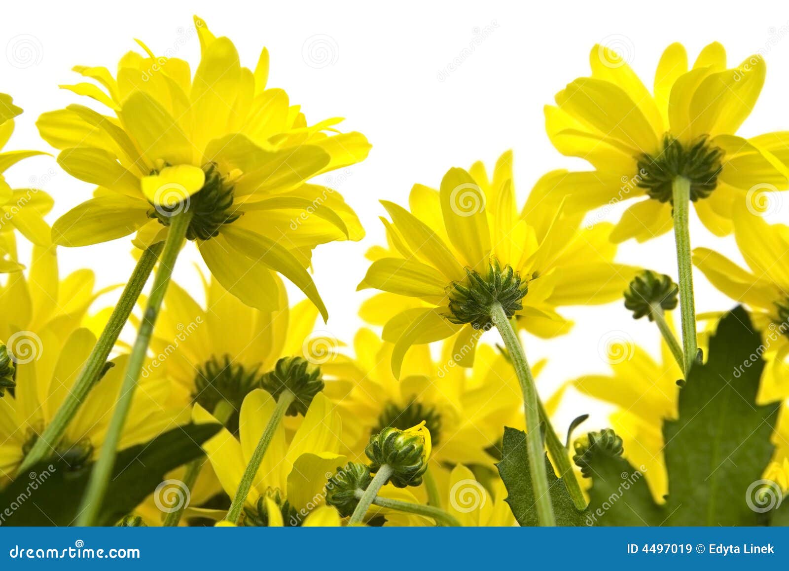 Gele margrieten stock afbeelding. Image of schoonheid - 4497019