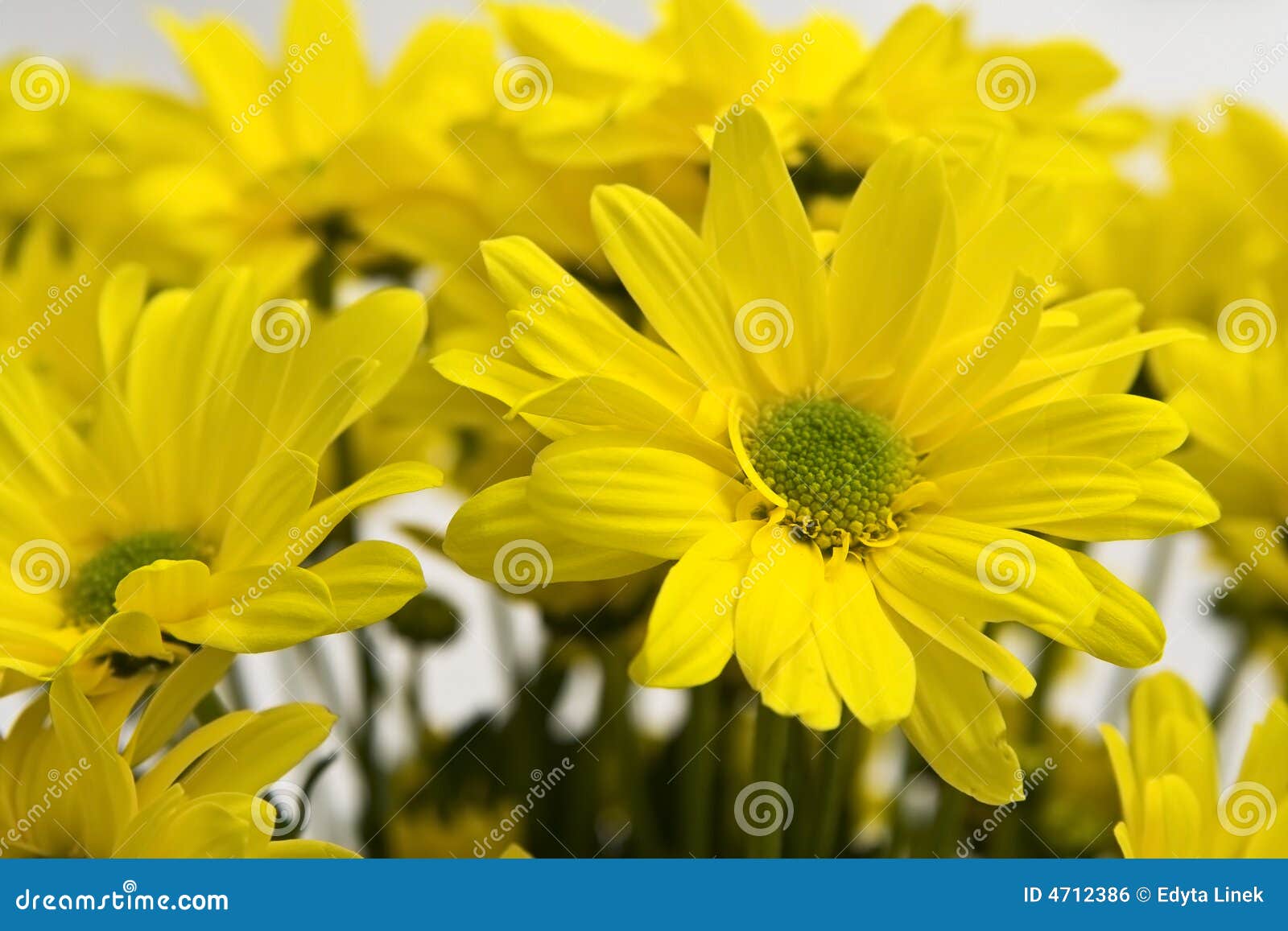 Gele margrieten stock foto. Image of margriet, boeket - 4712386
