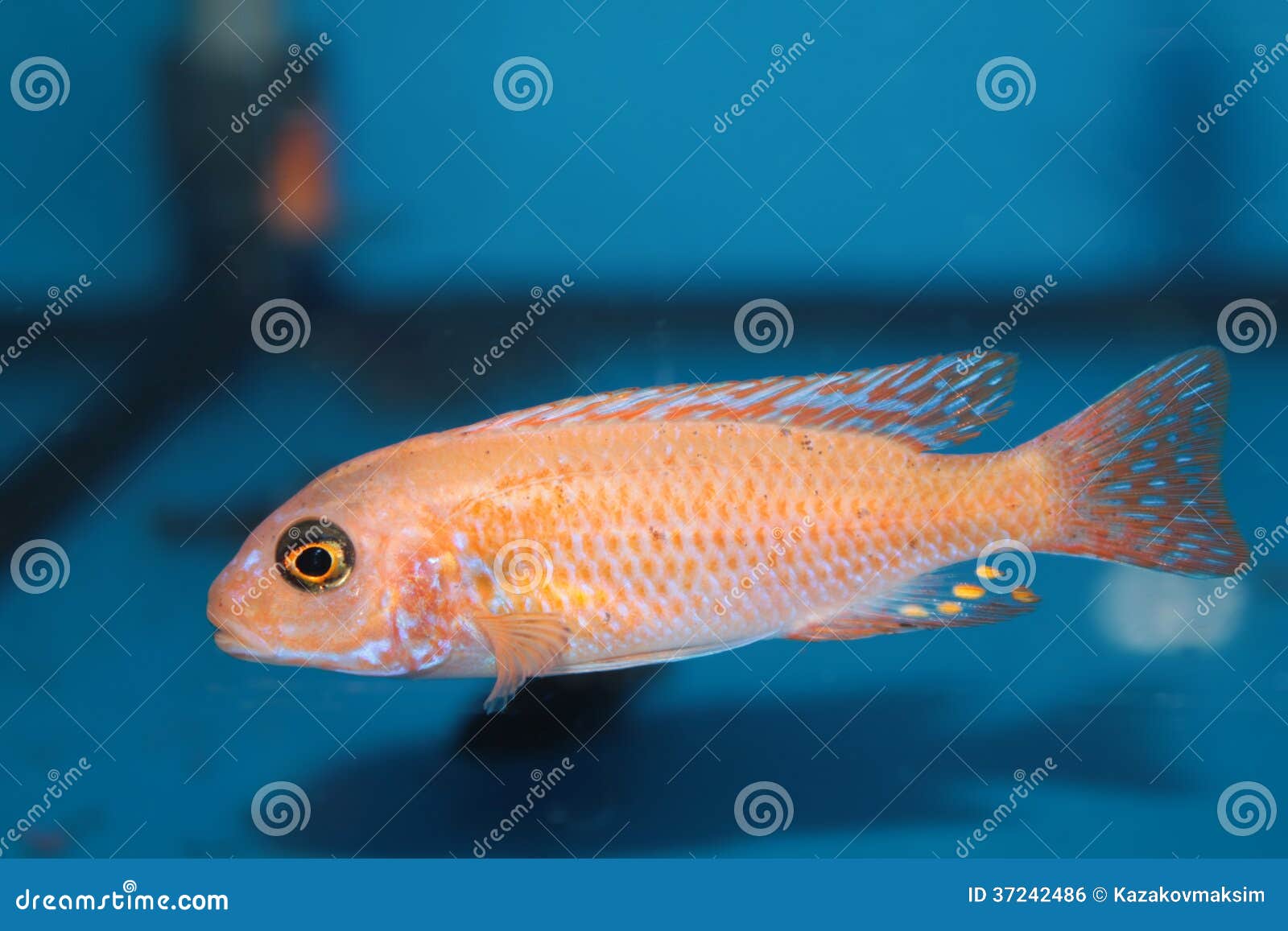Gele Morph Van Vissen De Gestreepte Van Het Mbuna (Pseudotropheus-zebra ...