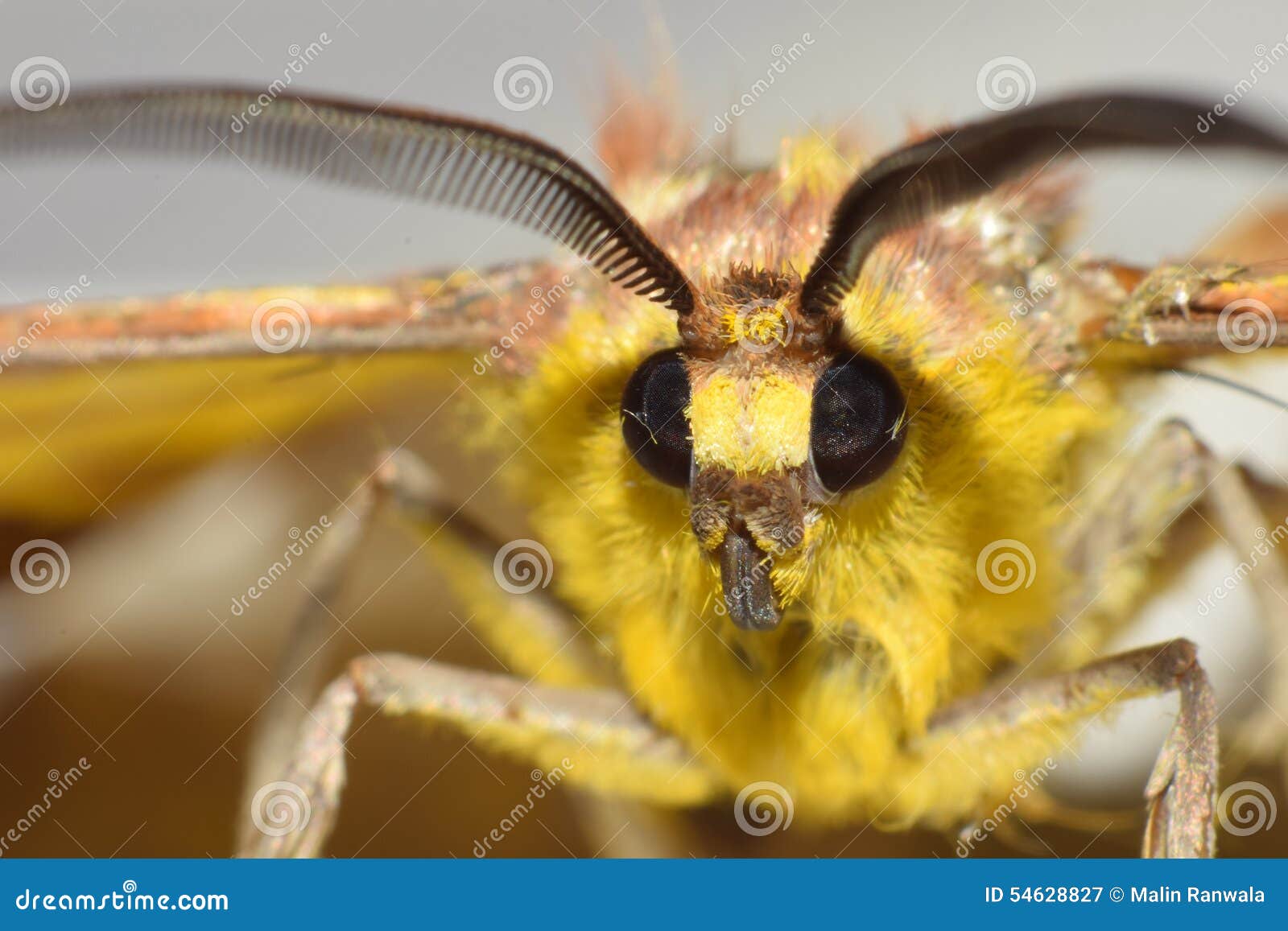 Gele mot stock afbeelding. Image of macro, gezicht, insect - 54628827