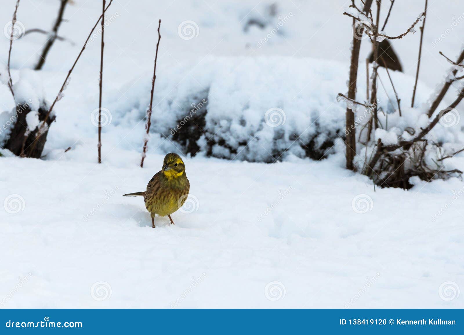 Gele mus in wintertijd stock foto. Image of zangvogel - 138419120