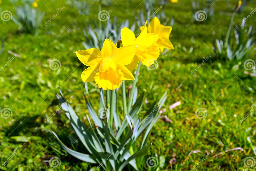 Gele narcisbloemen stock foto. Image of botanisch, daffodil - 31352860