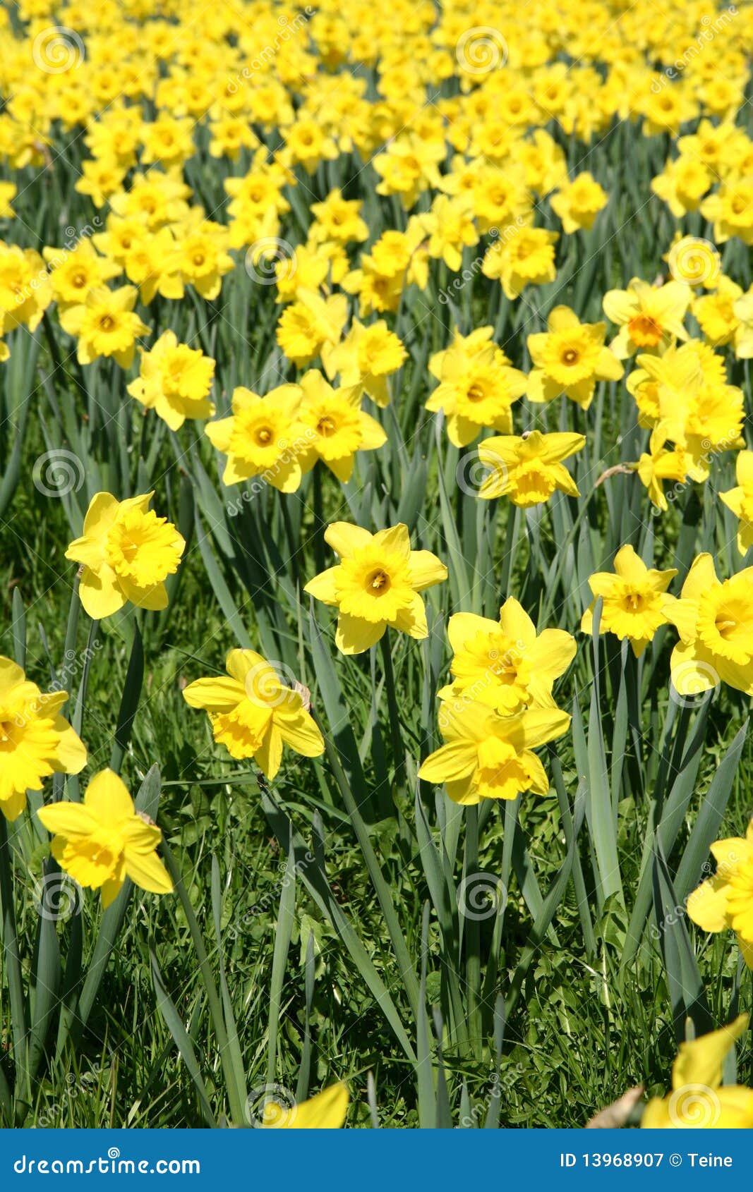 Gele narcissen stock afbeelding. Image of bloemen, gebied - 13968907