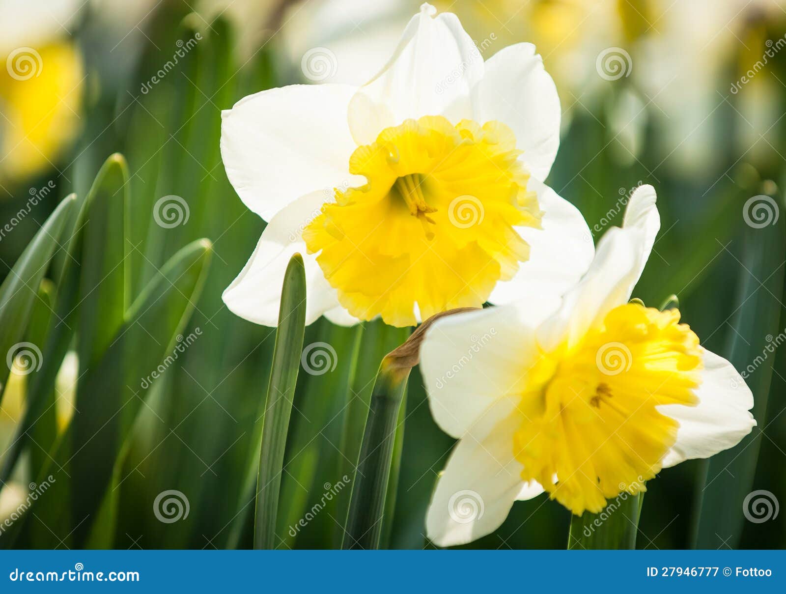 Gele narcissen stock afbeelding. Image of kleur, horizontaal - 27946777