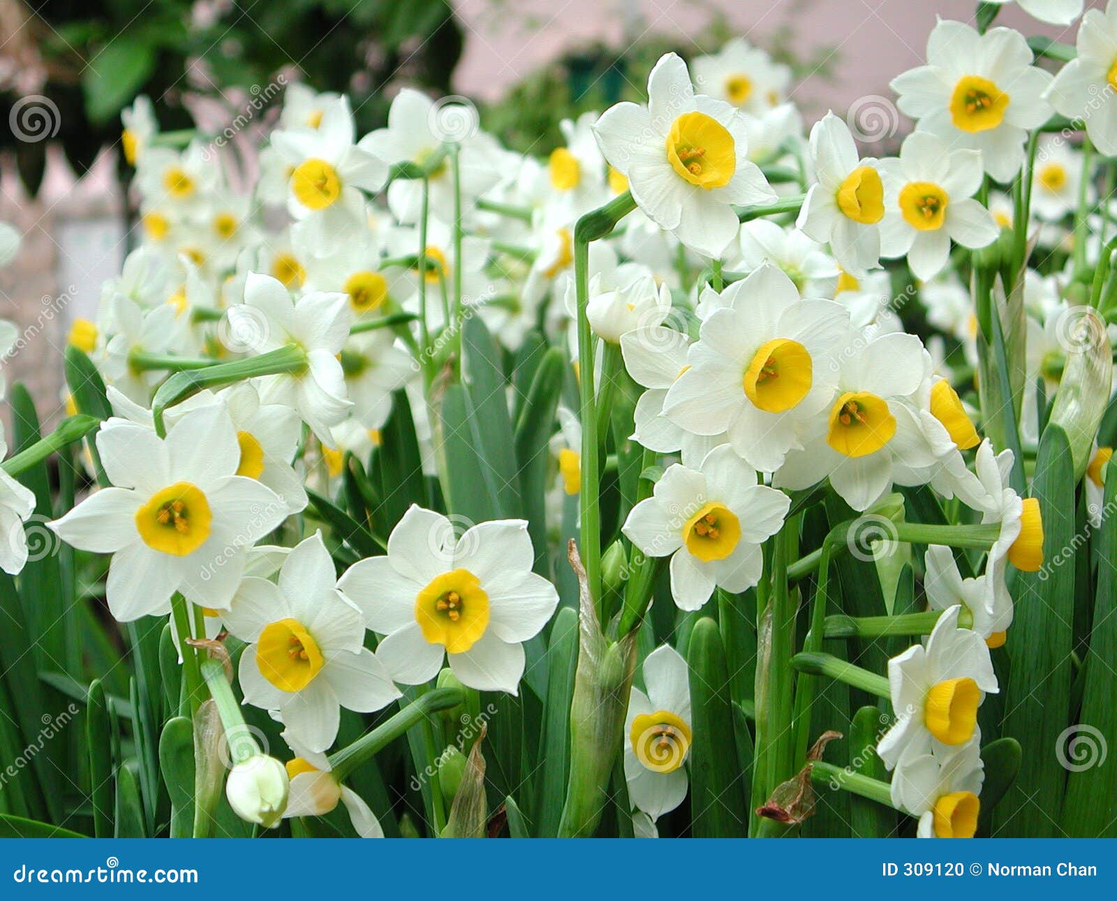 Gele narcissen stock foto. Image of bloem, kledij, seizoengebonden - 309120
