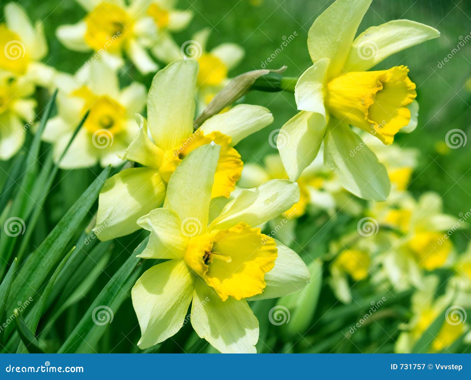 Gele narcissen stock afbeelding. Image of lente, lelie - 731757