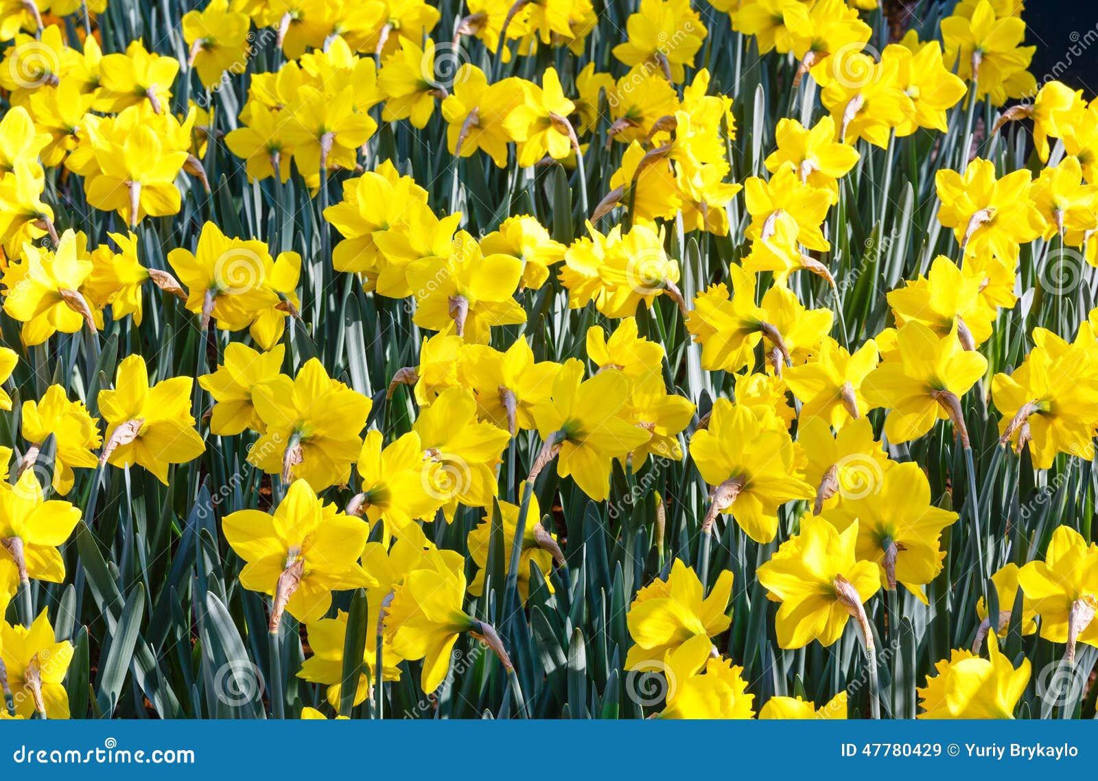 Gele narcissen (close-up) stock afbeelding. Image of jonquille - 47780429