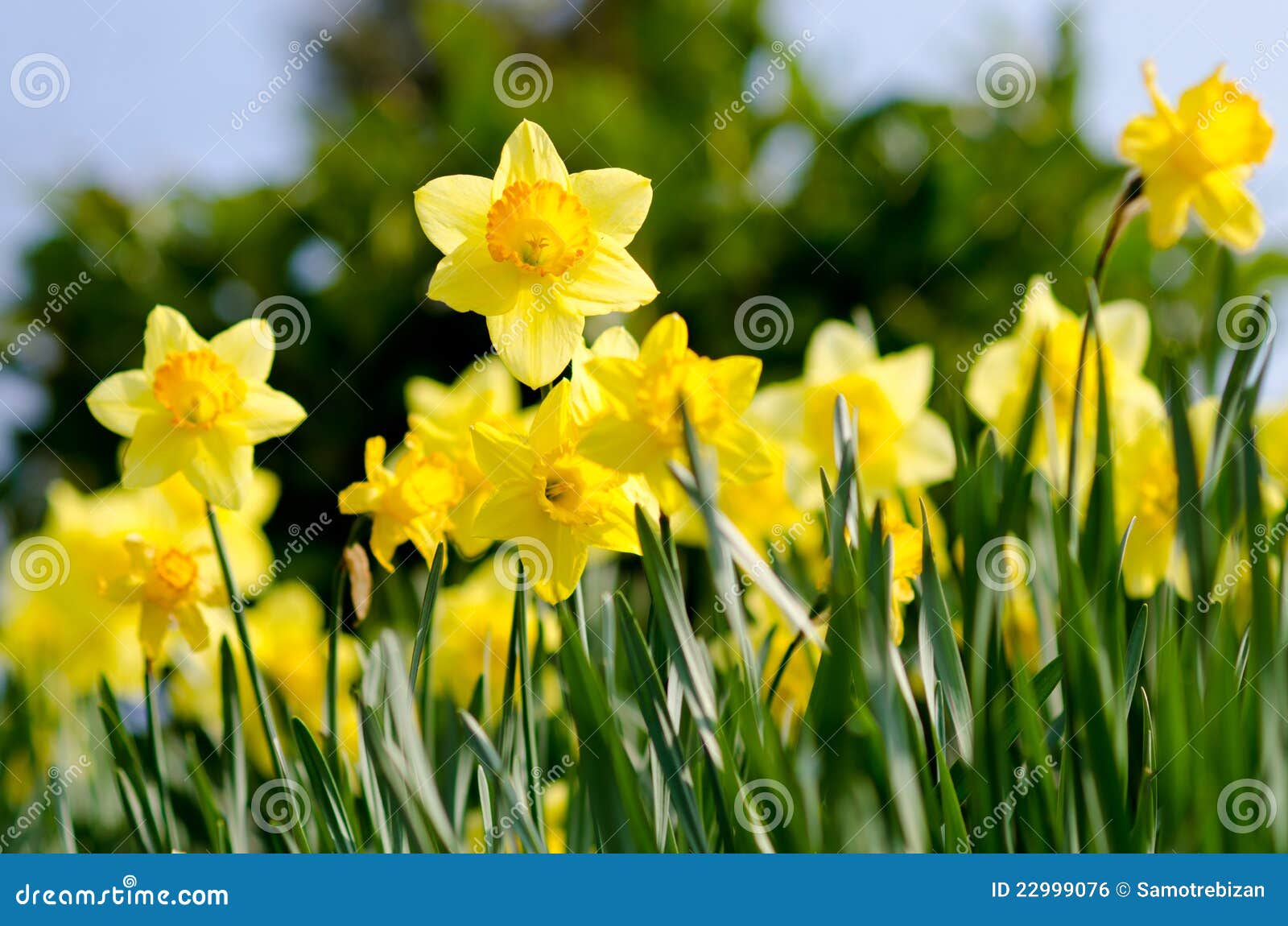 Gele narcissen in de tuin stock foto. Image of bloemen - 22999076