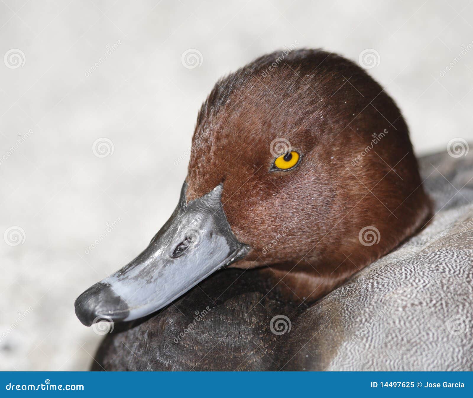 Gele Ogen stock afbeelding. Image of voedsel, leefgebied - 14497625