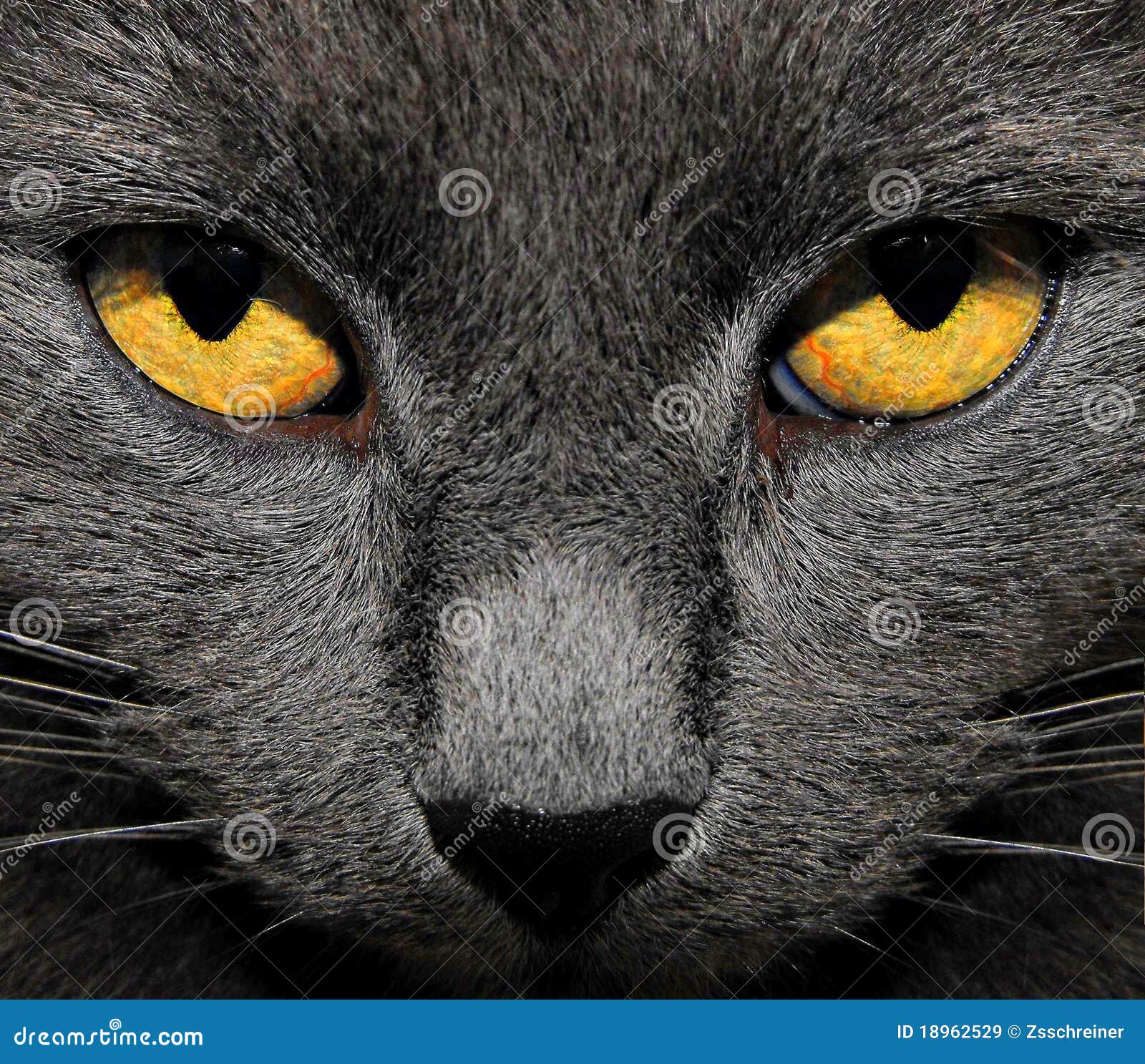 Gele ogen stock afbeelding. Image of geel, huisdier, ogen - 18962529