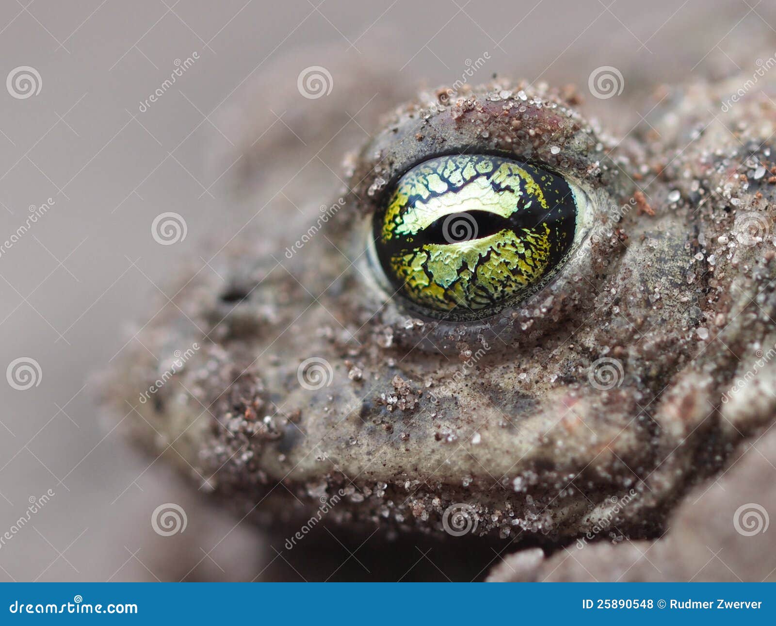 Gele Ogen Van Een Pad Natterjack Stock Foto - Image of kikker, vijver ...