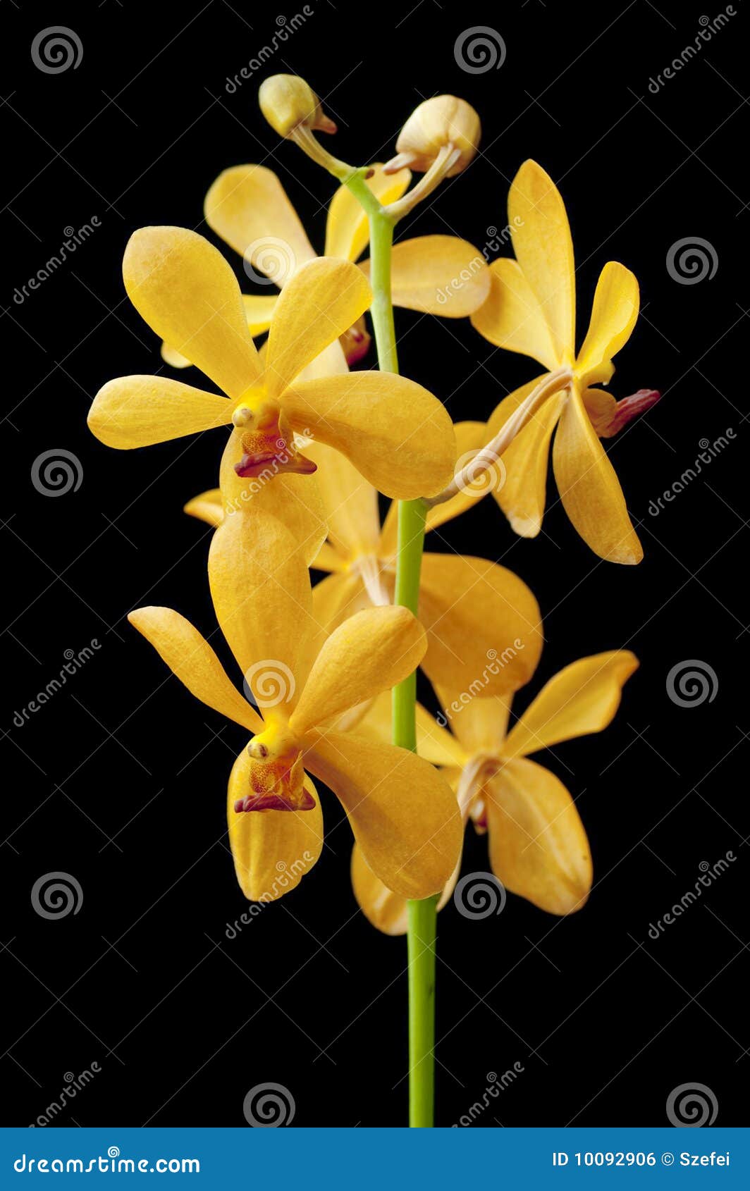 Gele orchidee stock foto. Image of geurig, exotisch, tuinieren - 10092906