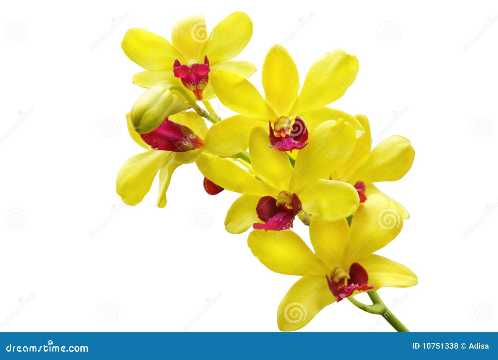Gele orchidee stock foto. Image of sluit, breekbaarheid - 10751338